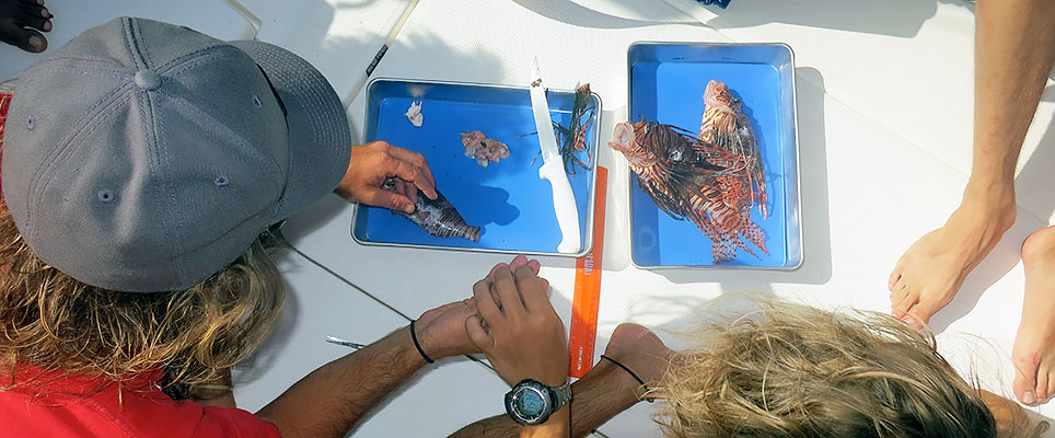Teen Marine Biology Camp At Sea-Lionfish|SeaTrek BVI